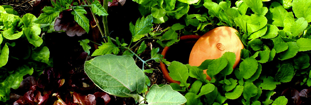 Mag' in France | Eco Responsable | Oyas, l’arrosage intelligent